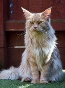 Maine Coon Cat Breed Profile - CattyLicious.com