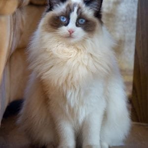 Ragdoll Cat Breed Profile - CattyLicious.com