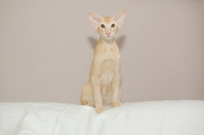 How To Photograph Your Cat Like a Paparazzi Pro - CattyLicious.com