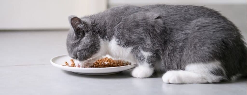 The British Shorthair Kitten Checklist: What You’ll Need - CattyLicious.com