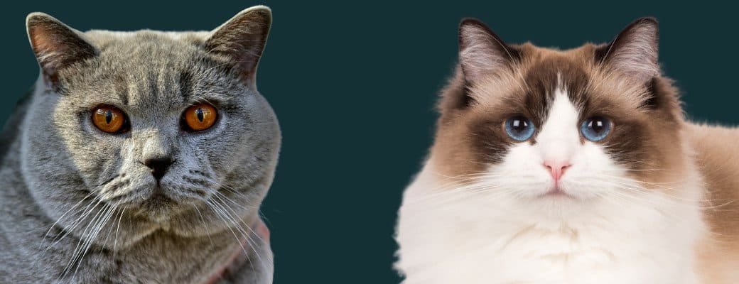 British Shorthair vs Ragdoll: Which Cat Suits You Best? - CattyLicious.com