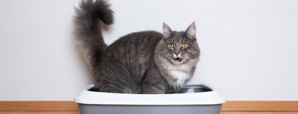 How to Fix Litter Box Problems Without Losing Your Mind (or Your Cat)