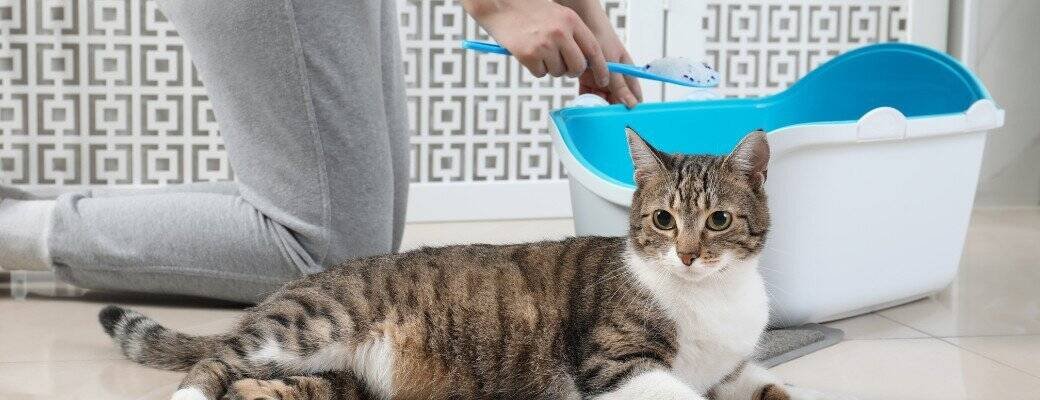 Medical Issues That Make Cats Pee Where They Shouldn’t