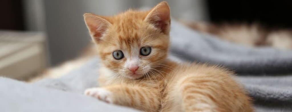 Kitten Checklist UK: What Every New Owner Needs - CattyLicious.com