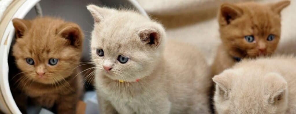 Kitten Checklist UK: What Every New Owner Needs - CattyLicious.com